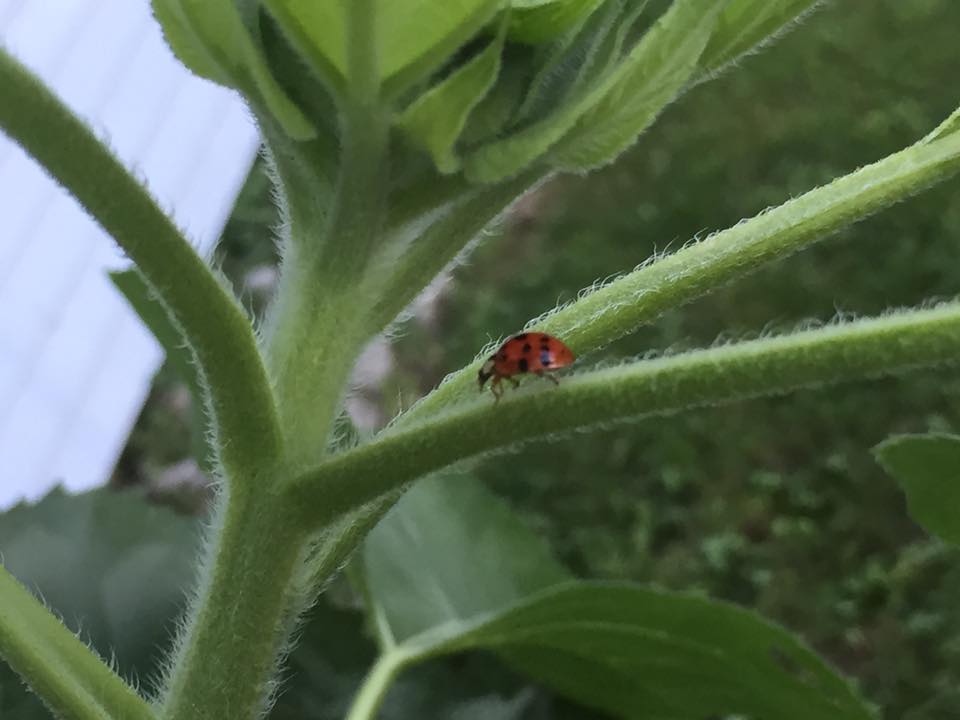 a new character? – Bob the Squirrel